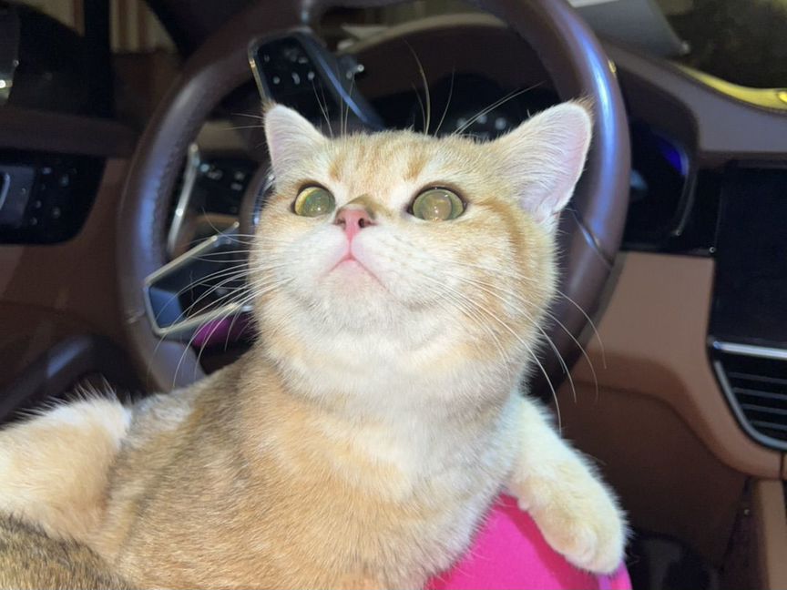 Шотландские мальчики и девочка