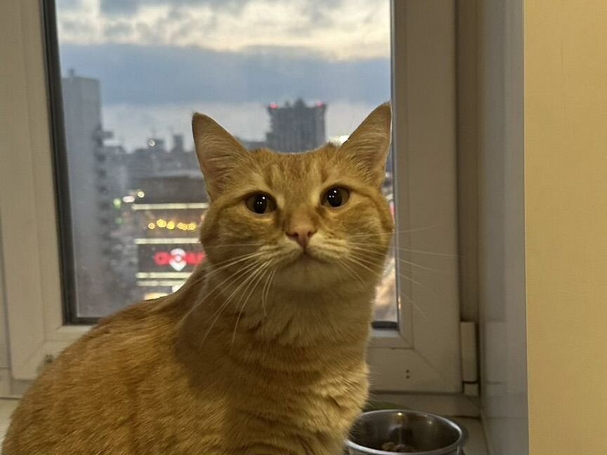 Кошка с приданным