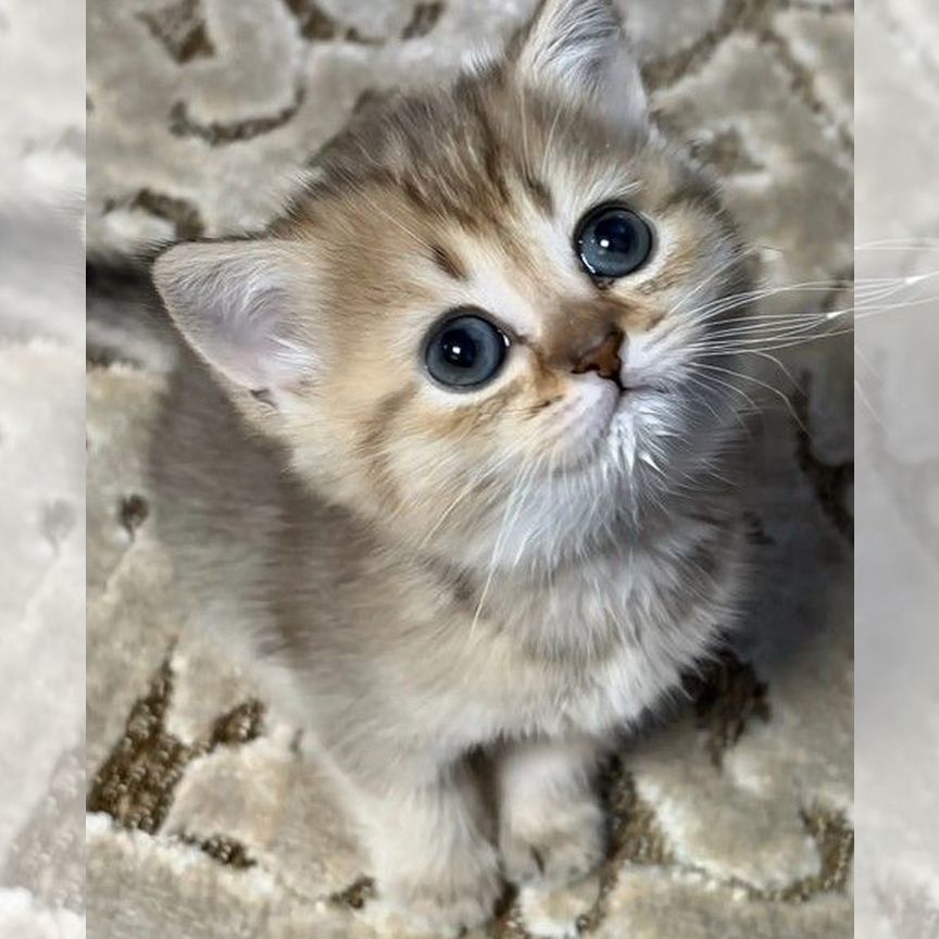 Шотландский прямоухий короткошёрстный котёнок