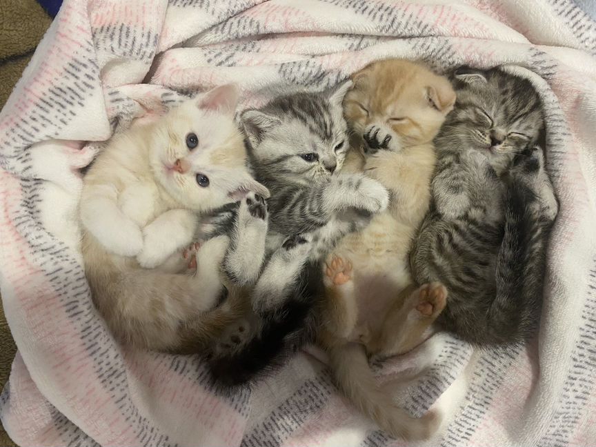 Шотландские вислоухие котята