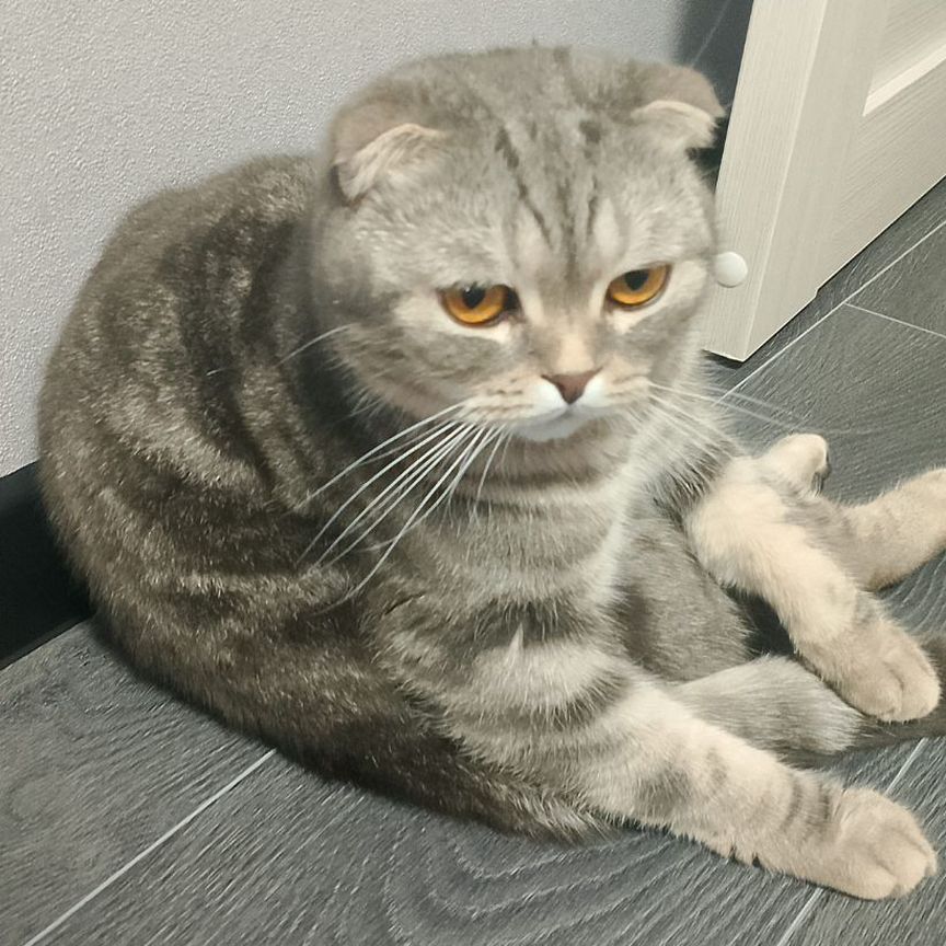 Шотландский вислоухий длинношёрстный, взрослый кот