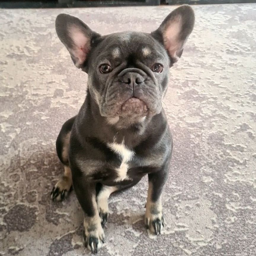 Французский бульдог, щенок