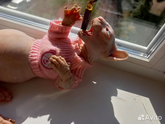 Двэльф Ангельские глазки