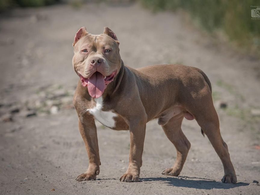 Собака американские були