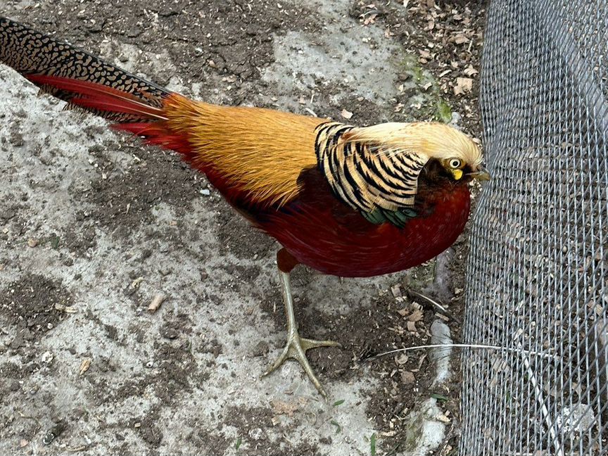 Золотой фазан пара