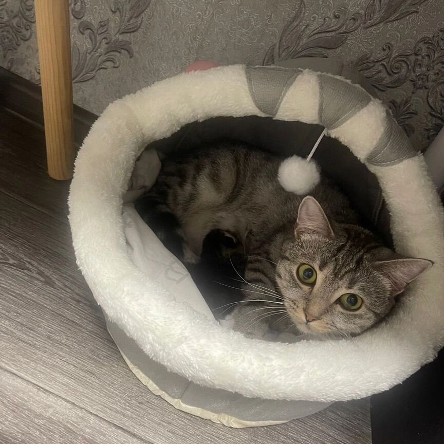 Кошка