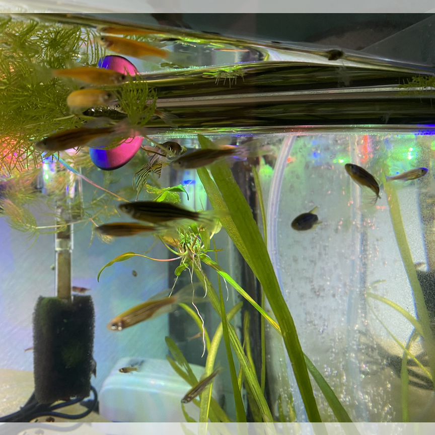 Аквариумные рыбки