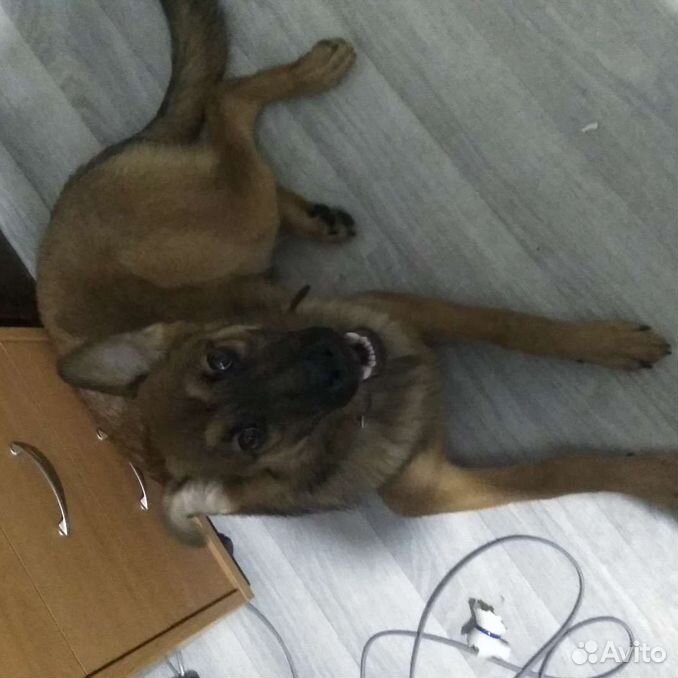 Щенок в добрые руки бесплатно, Волкасоб