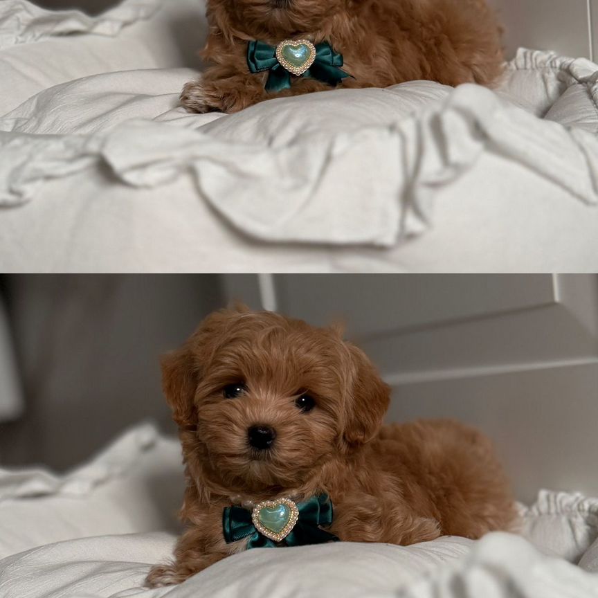 Мальтипу, щенок