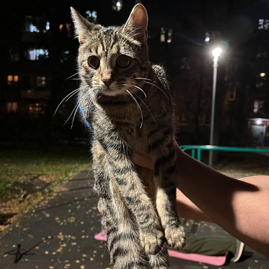 Кошка