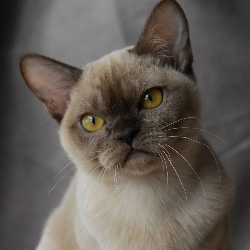 Бурма малыши