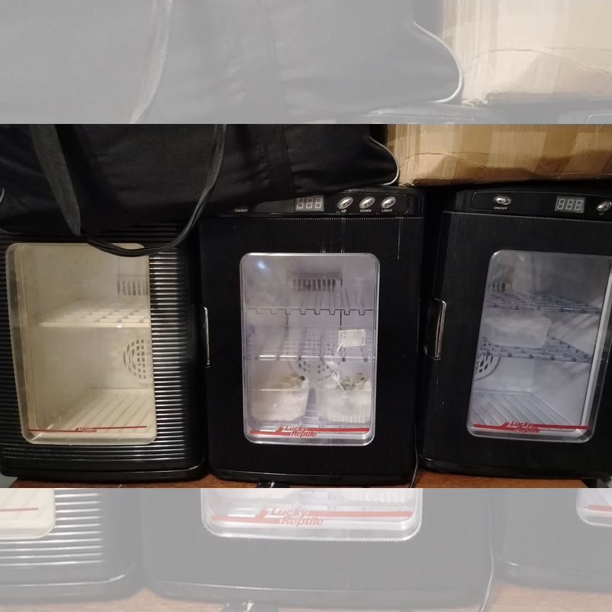 Инкубатор для рептилий