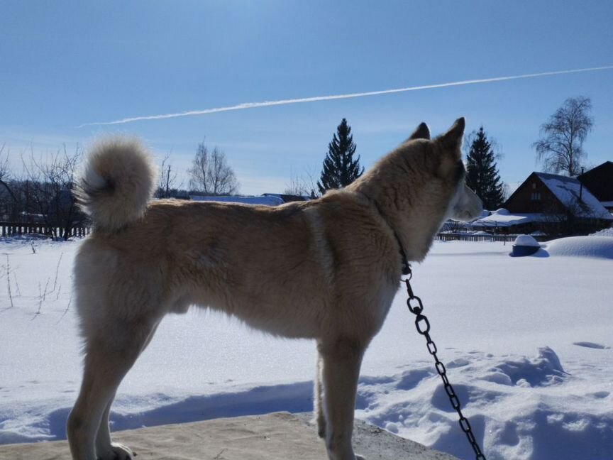 Западно сибирская лайка вязка