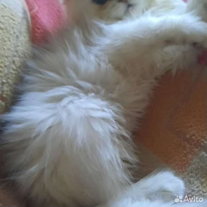 Котик персидской шиншилы