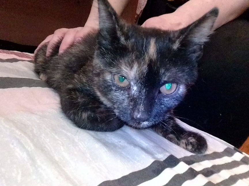 Домашний котенок девочка в дар