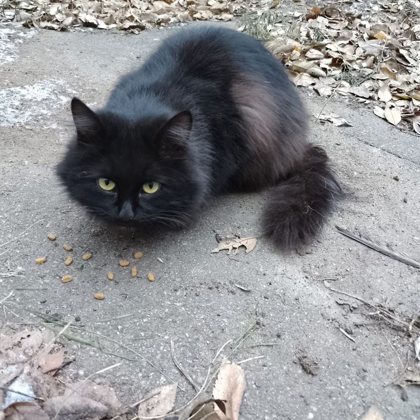 Кошки в добрые руки бесплатно