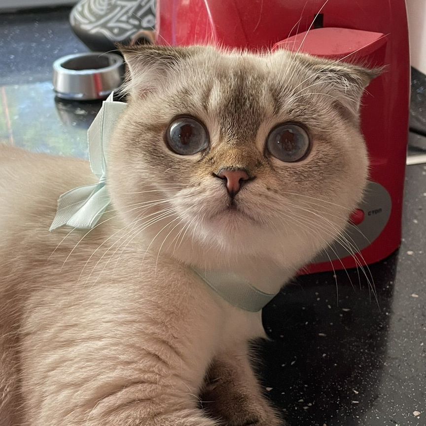 Ищем жениха для вязки шотландского прямоухого