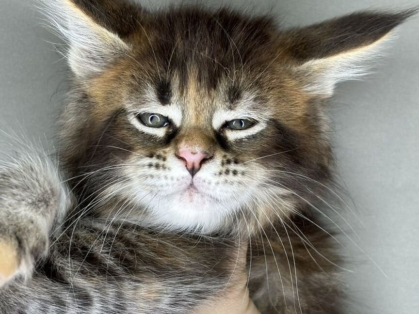 Мейн-кун чудо котенок, питомник документы