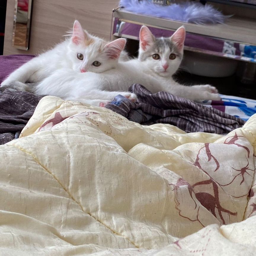 Котята отдам бесплатно