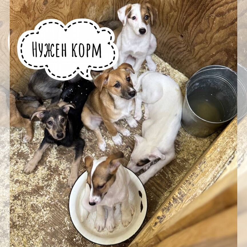 Лабрадор-ретривер, щенок