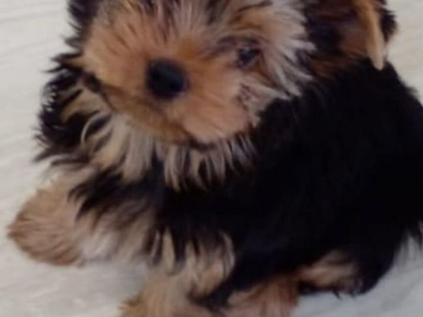 Йоркширский терьер мини щенки