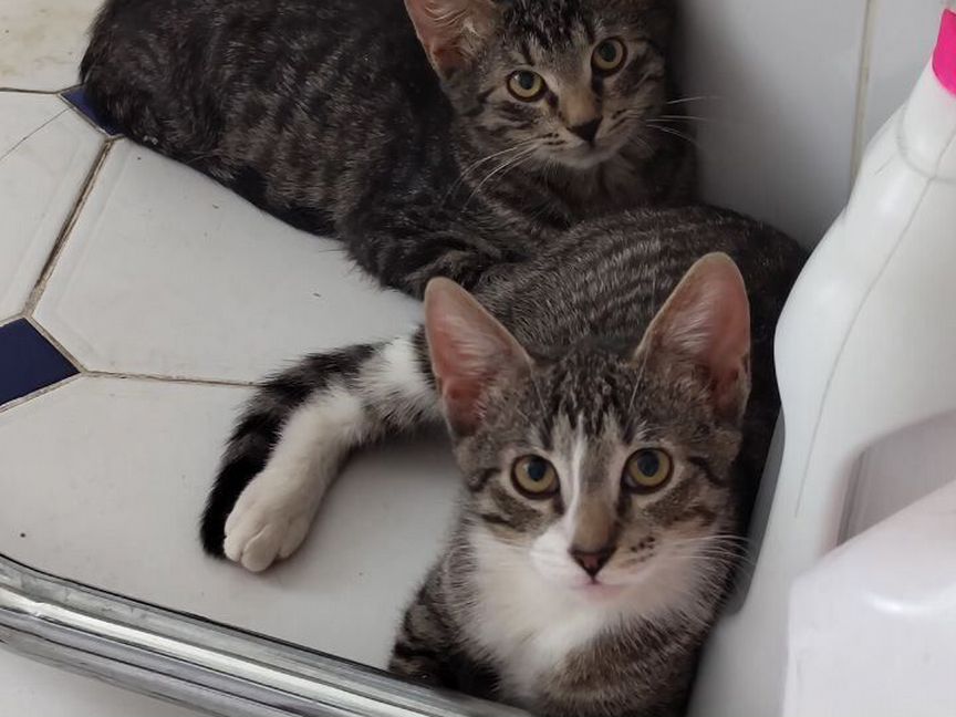 Два молодых братика Лу и Кей