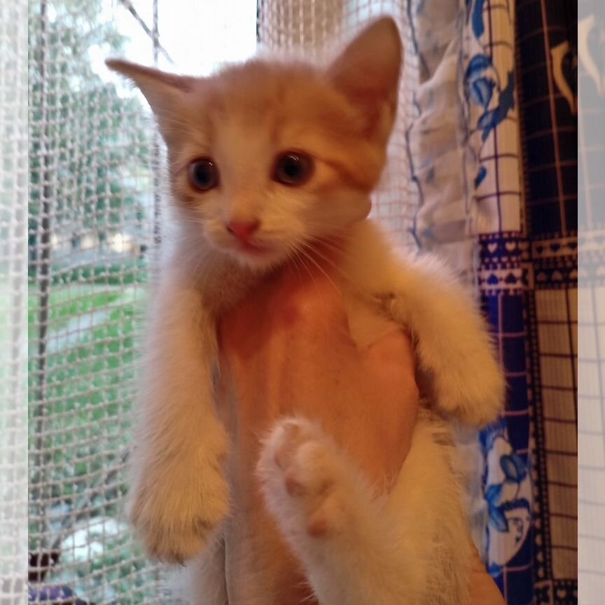 Котёнок малыш в добрые руки