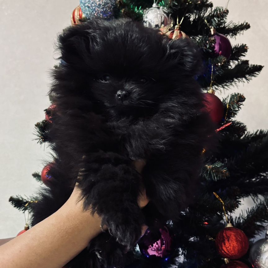 Померанский шпиц, щенок