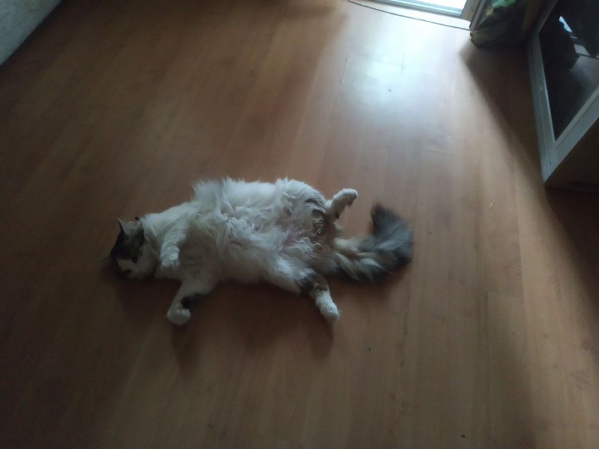 Отдам котов в добрые руки