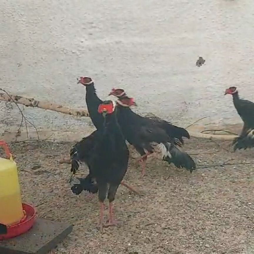 Фазан ушастый коничневый