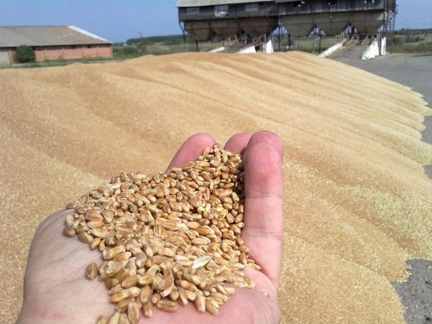 Гречиха, Кормовой овёс на корм/посев