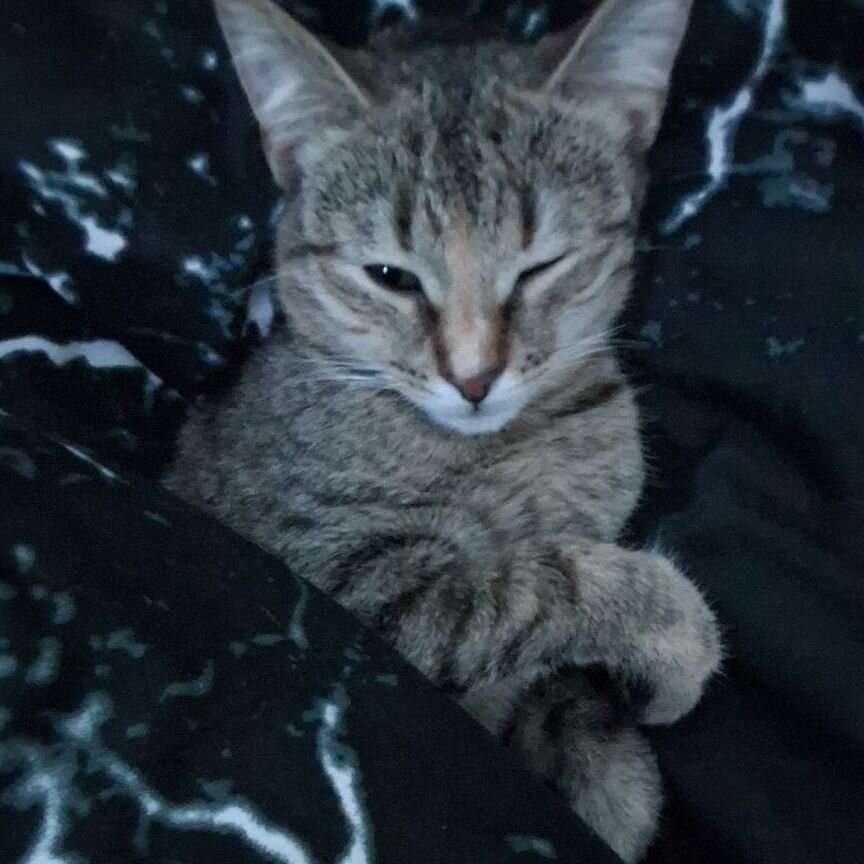 Котёнок в добрые руки