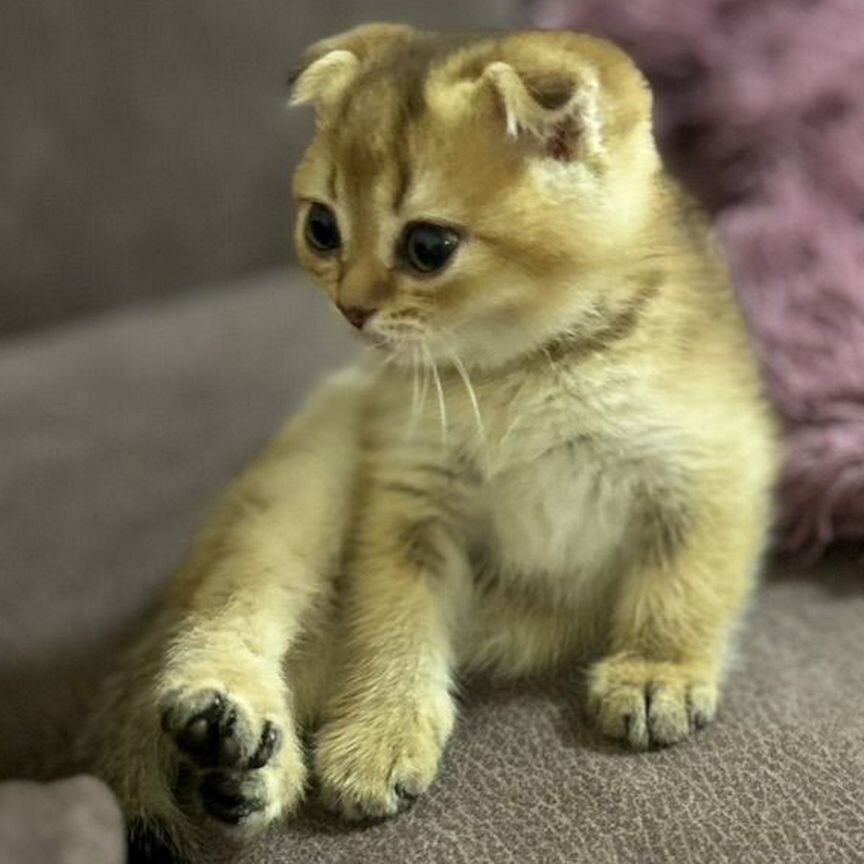 Шотландский котенок