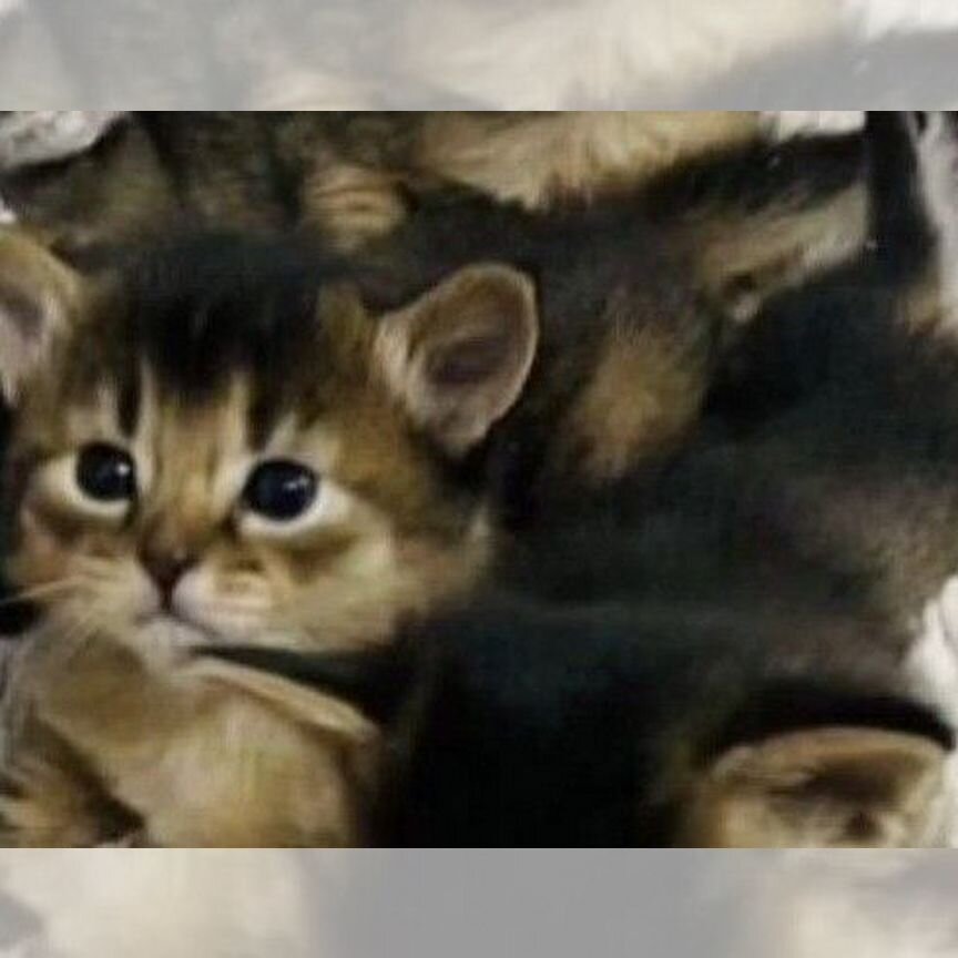 Котята