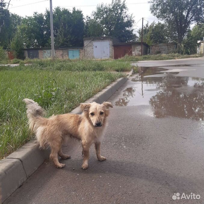 Найдена собака,маленькая