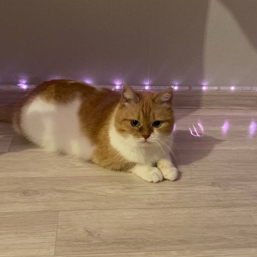 Взрослая, кошка в добрые руки