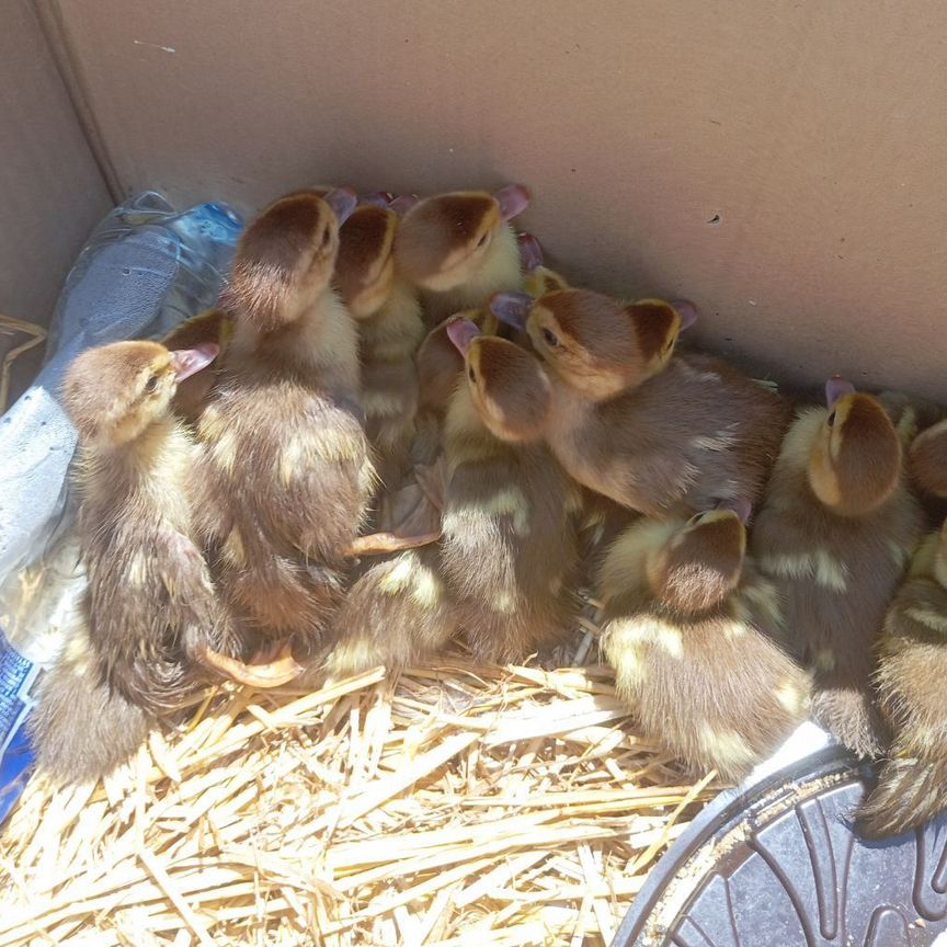 Суточные индоутята