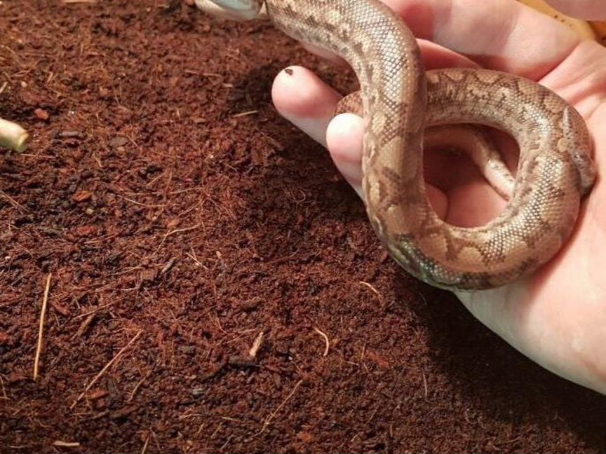 Кокосовый субстрат торф 8 л