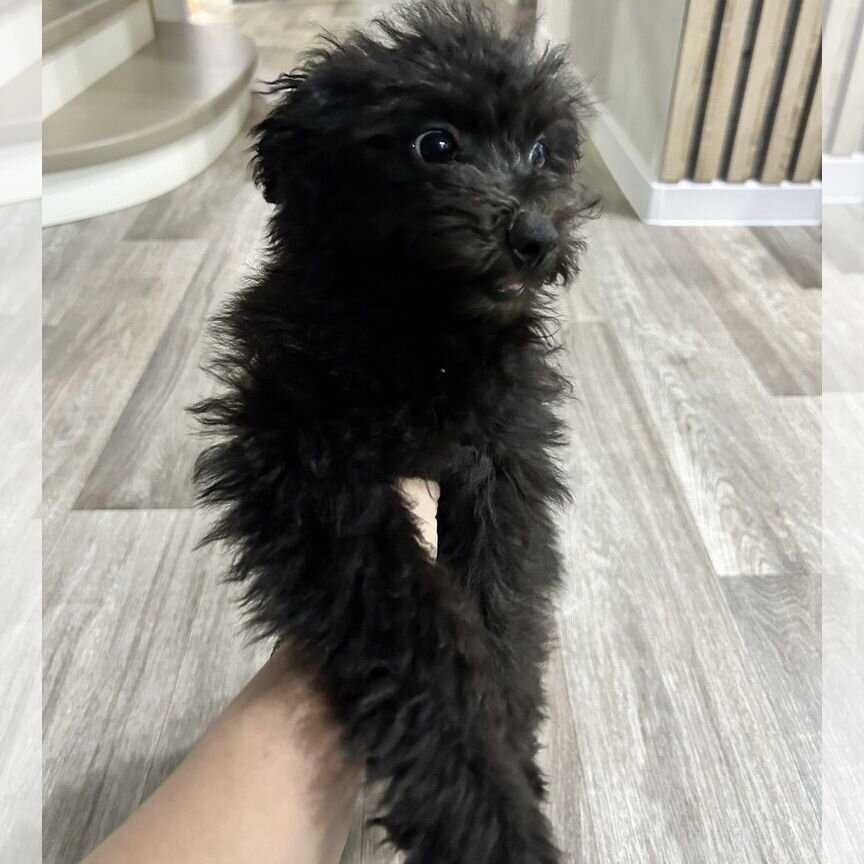 Мальтипу, щенок