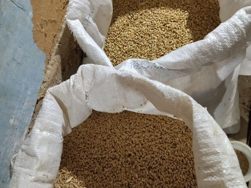 Пшеница и ячмень