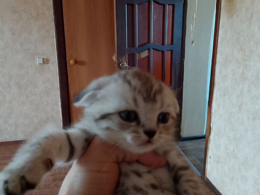 Шотландская вислоухая