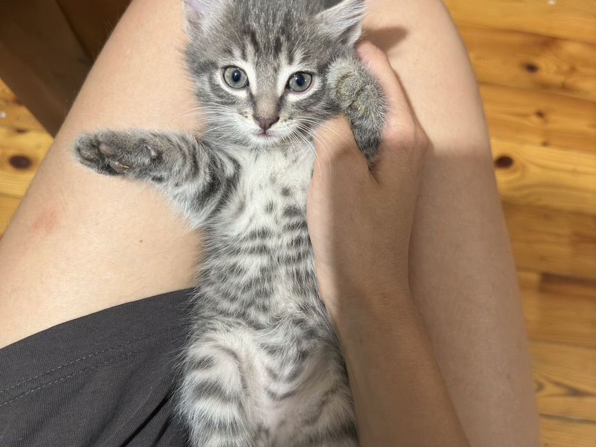 Котята 2 месяца