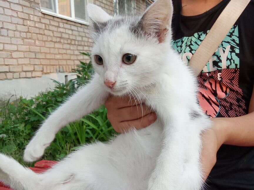 Кошка нетзвестной породы