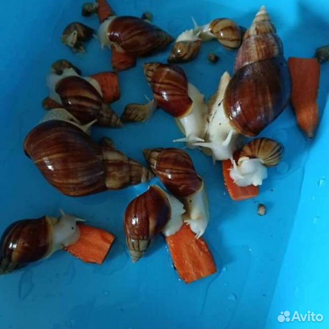 Улитки ахатины тигр