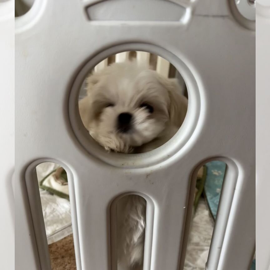 Мальтийская болонка, щенок