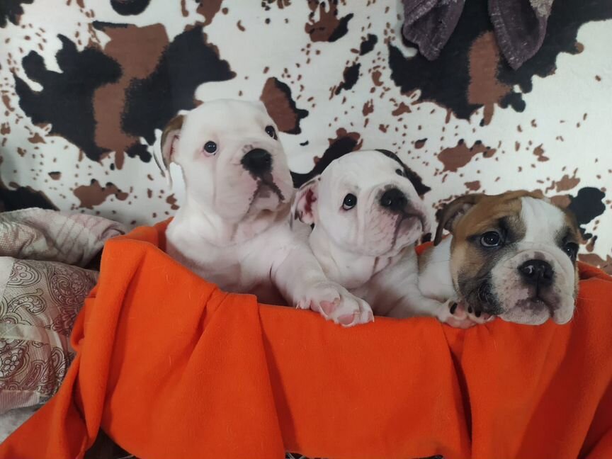 Английский бульдог