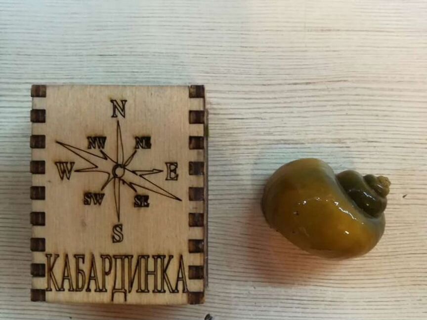 Улитки ампулярии крупные