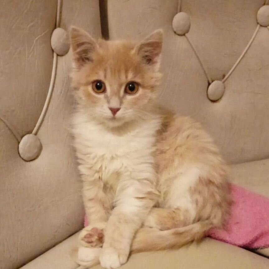 Его чуть не сбили машины