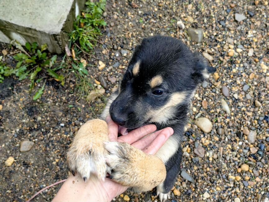 Щенок в добрые руки. Собака бесплатно
