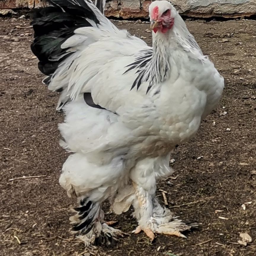 Петушки брама колумбийская светлая